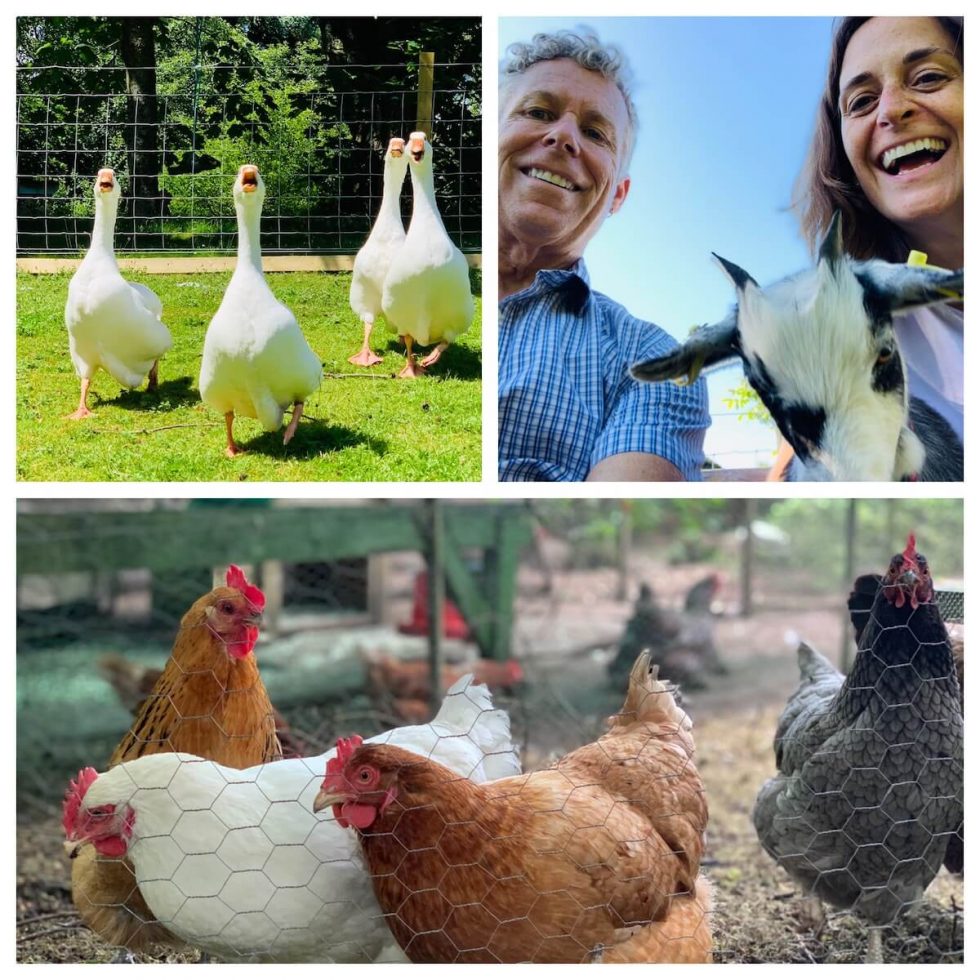 House & Pet Sitting - Our House Sitting Journey